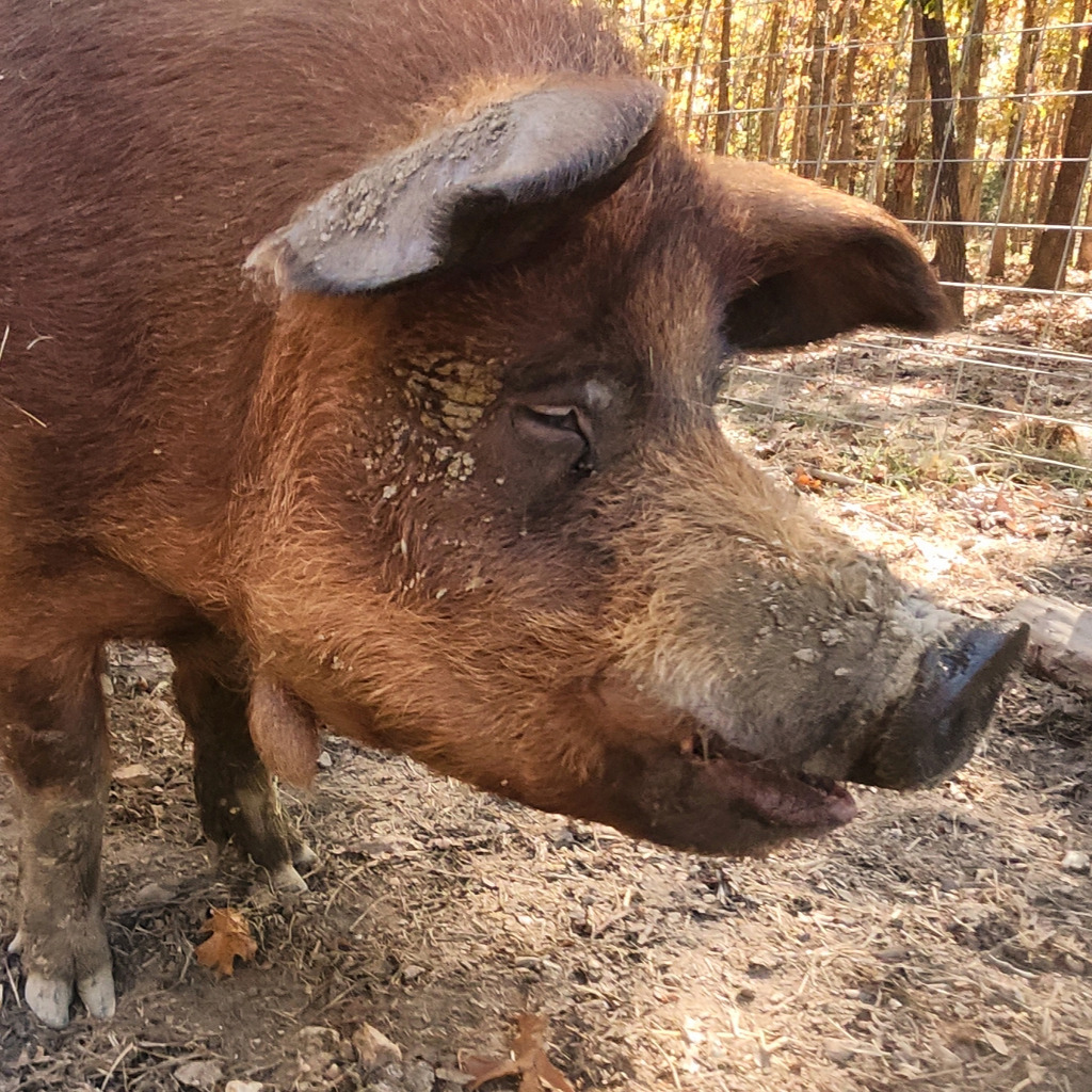 J & D's Heritage Hog Farm | Whole Hogs, Red Wattle Hogs & More